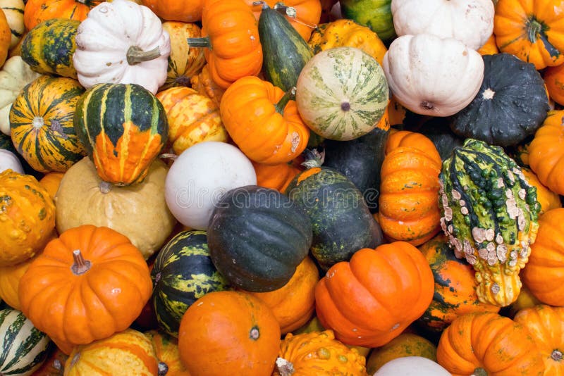 Colorful Pumpkins Assortment on the Autumn Season Stock Image - Image ...