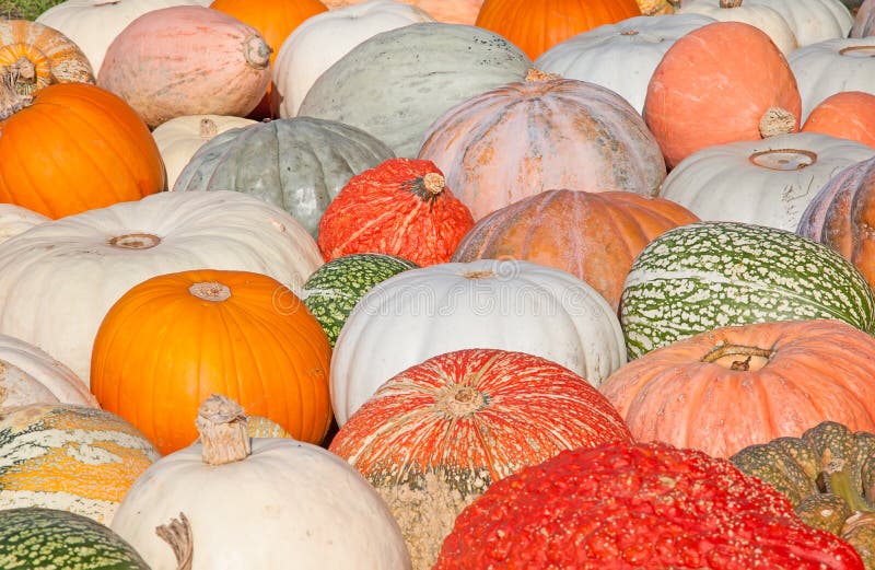 Colorful pumpkins stock photo. Image of fall, life, decoration - 58017670