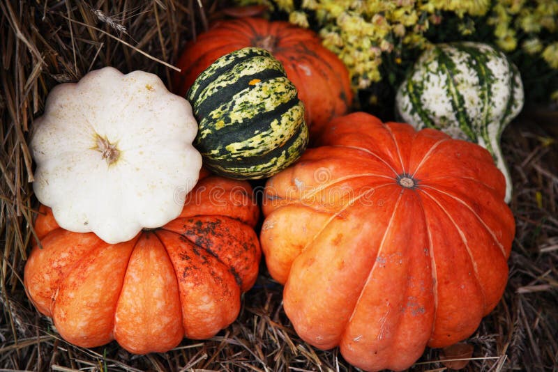 Colorful pumpkins stock photo. Image of october, gardening - 67044196