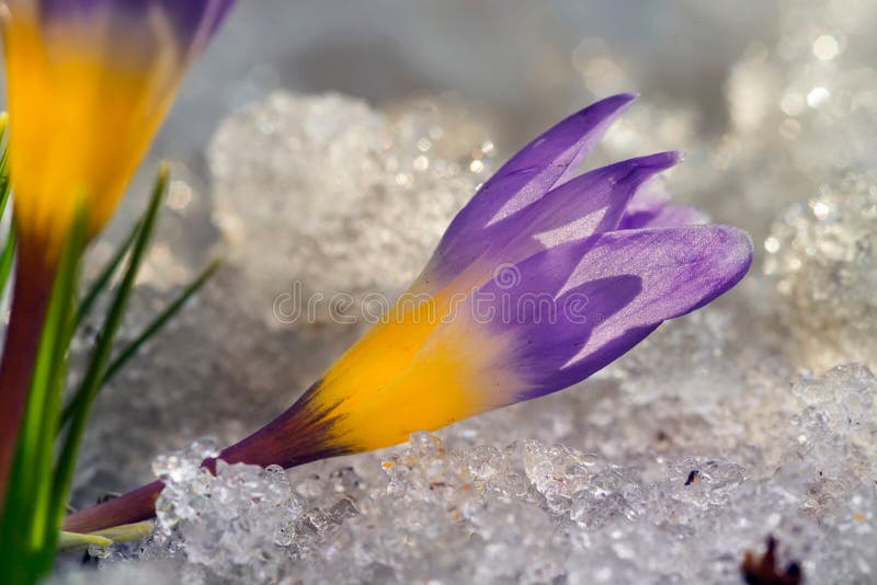 A Colorful Purple Crocus Flower Bloomed in the Snow Stock Image - Image ...