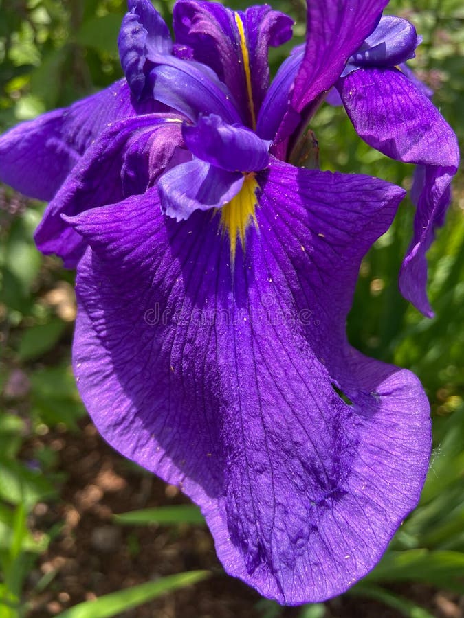 Colorful Purple Iris Flower in June Stock Image - Image of colorful ...