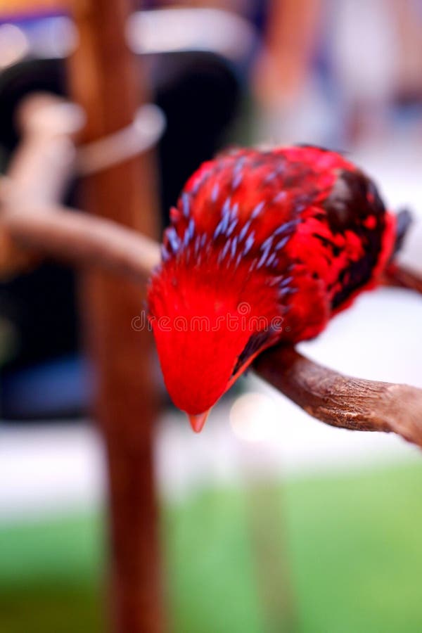 Colorful pygmy parrot stock image. Image of bird, elegance - 150366685