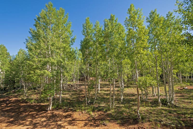 Colorful Quaking Aspen on a Mountain Ridge Stock Image - Image of ...