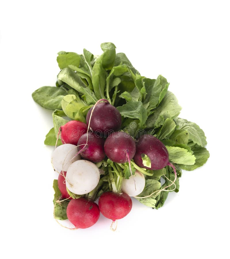 Colorful radish in studio stock photo. Image of purple - 327298416