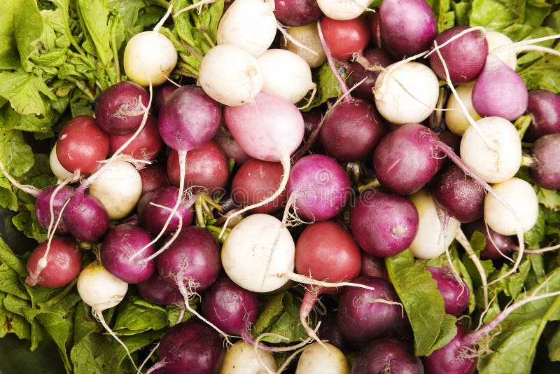 Colorful Radishes stock photo. Image of organic, healthy - 5368132