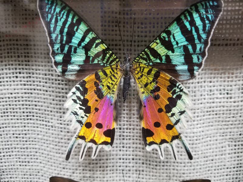 Colorful Rainbow Butterfly Wings in a Case Stock Image - Image of moth ...