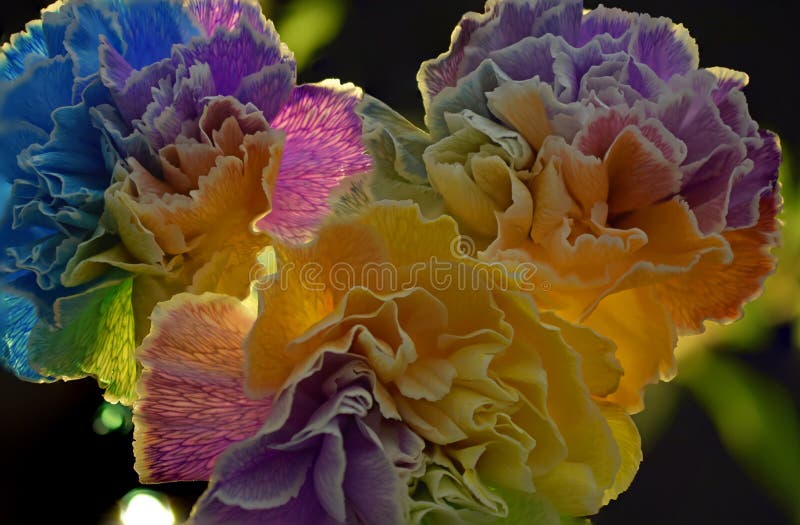 Colorful Rainbow Carnations Close Up Stock Photo - Image of garden ...