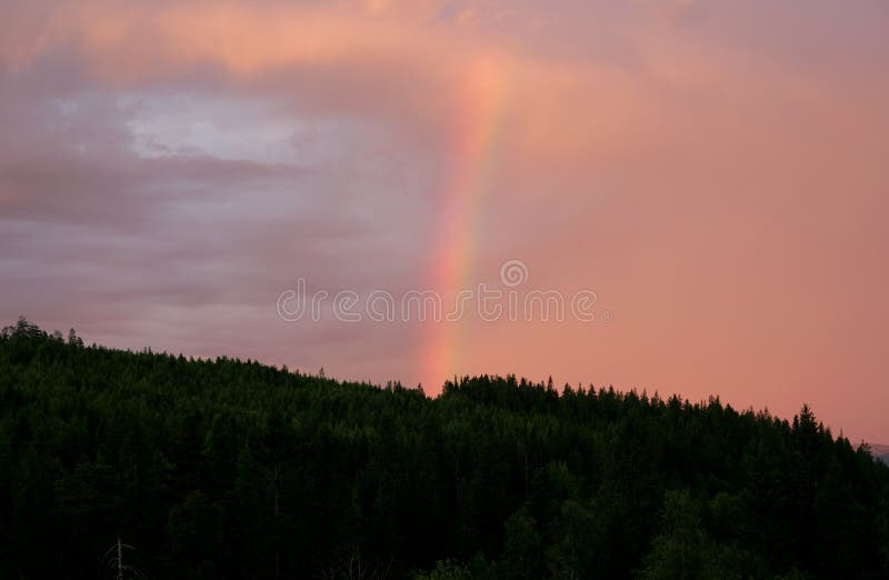 Rainbow Column Over a Forest Stock Photo - Image of rainy, rainbow ...