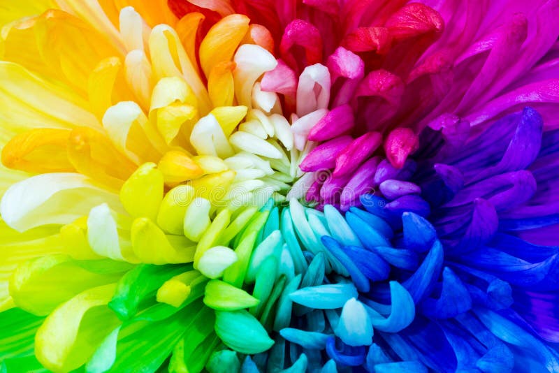 Colorful Rainbow Flower Background Stock Image - Image of petal ...