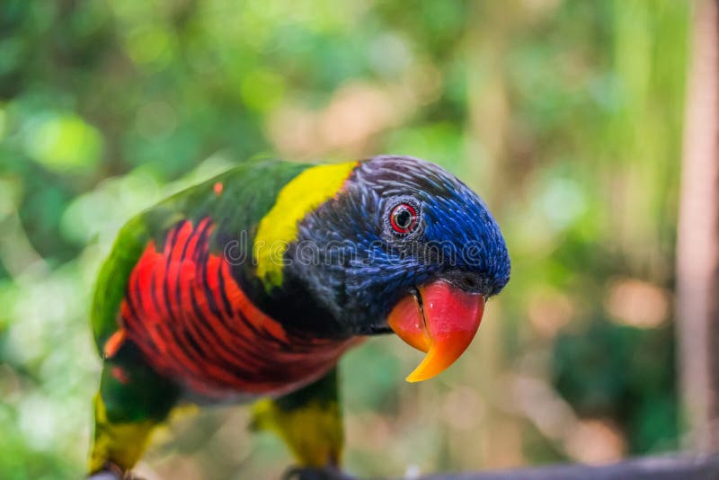 Colorful rainbow lory stock photo. Image of lory, bird - 64247582