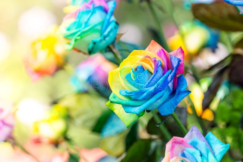 Rainbow roses stock image. Image of gift, background, bridal - 5279433