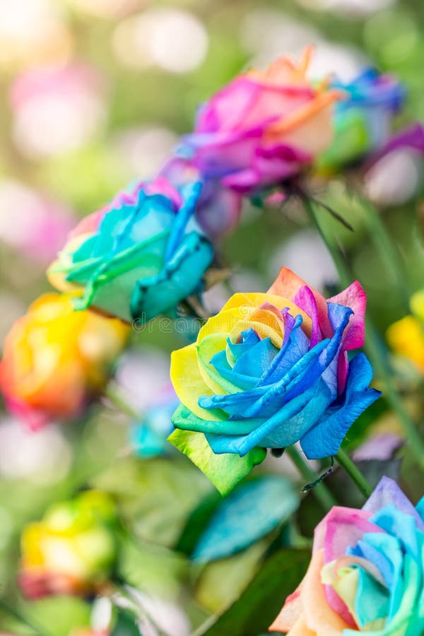 1,686 Rainbow Roses Photos - Free & Royalty-Free Stock Photos from ...