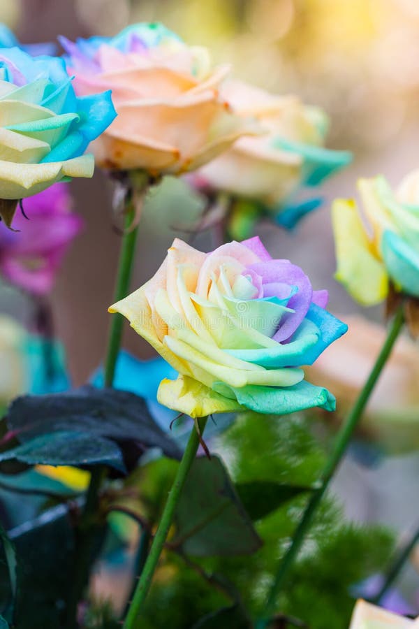 Colorful of Rainbow Roses Flower. Stock Image - Image of arrangement ...