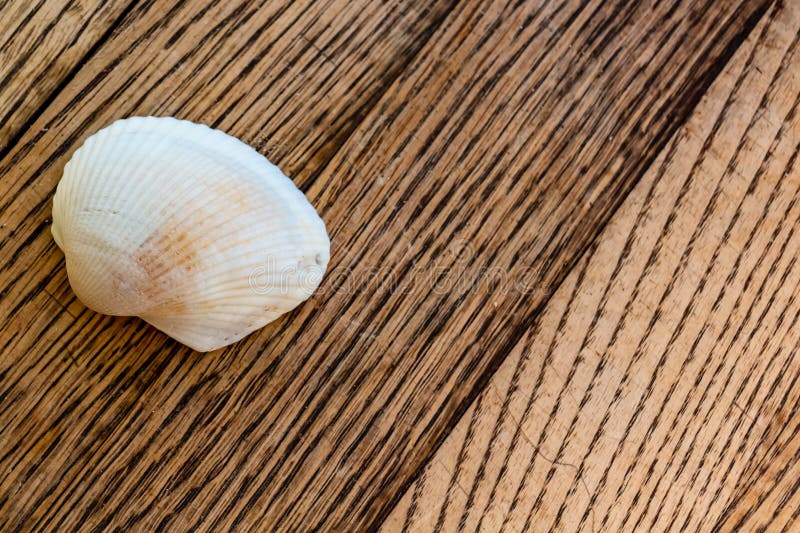 Colorful Rainbow Seashell on Rustic Wood Background Stock Image - Image ...