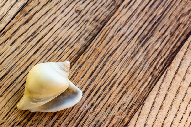 Colorful Rainbow Seashell on Rustic Wood Background Stock Photo - Image ...