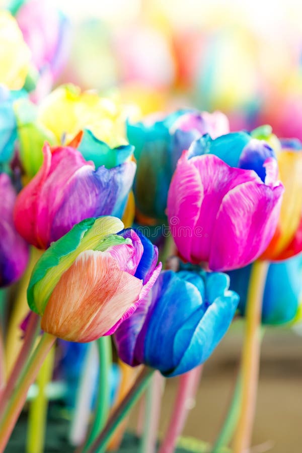 Colorful of Rainbow Tulips Flower Stock Photo - Image of beautiful ...