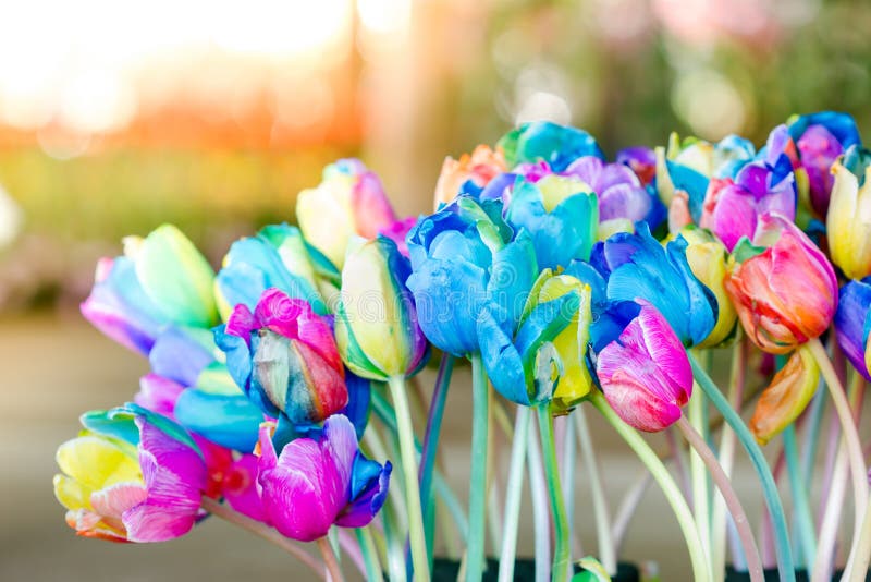 Colorful of Rainbow Tulips Flower Stock Image - Image of natural, tulip ...