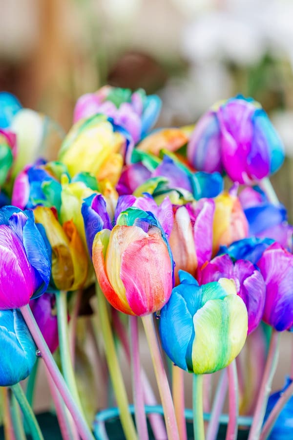 Colorful of Rainbow Tulips Flower Stock Photo - Image of tulip, spring ...