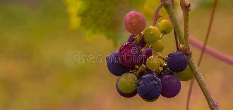 Colorful Raisin in a Vinyard Stock Photo - Image of fruity, green ...