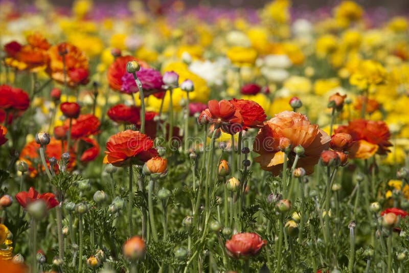 Ranunculus Blossom and Buds Stock Photo - Image of greenhouse, growth ...