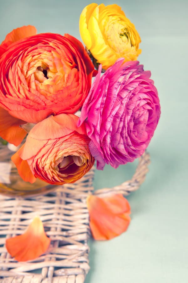 Colorful Ranunculus Flower on a Wicker Tray Stock Photo - Image of ...