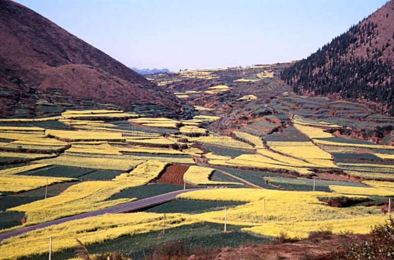 Colorful fields stock image. Image of agricultural, fresh - 12883299
