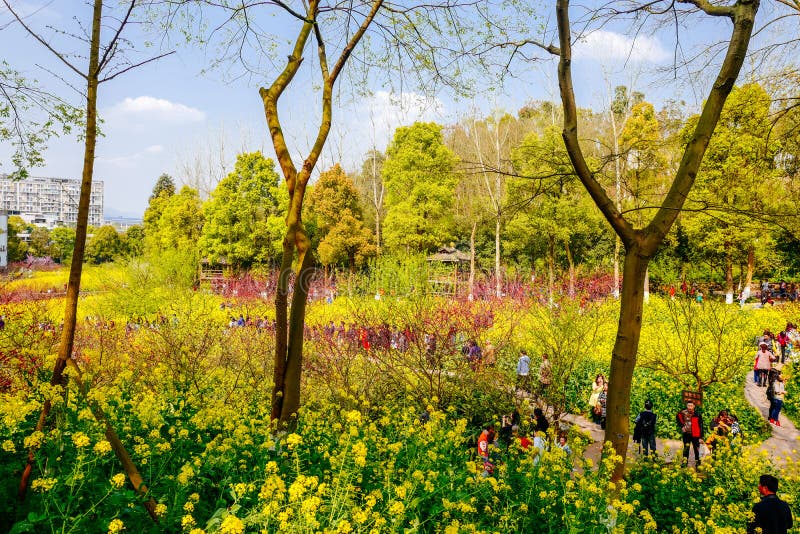 Colorful flower field editorial stock photo. Image of seed - 89364058