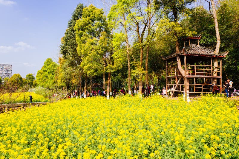 Colorful flower field editorial photography. Image of bright - 89576407