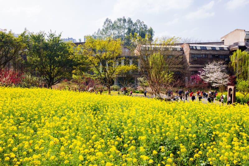 Colorful flower field editorial stock image. Image of yellow - 89576714