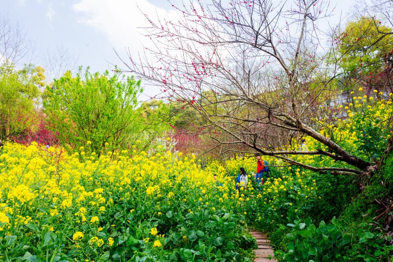 Colorful flower field editorial photo. Image of large - 89647006