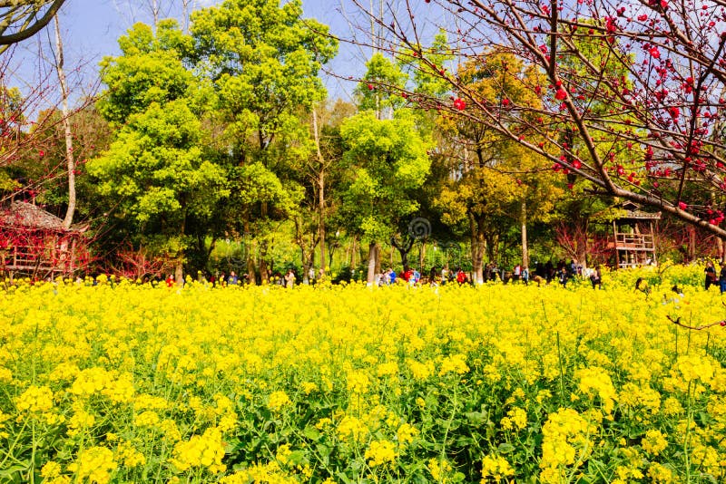 Colorful flower field editorial stock image. Image of chongqing - 89647259