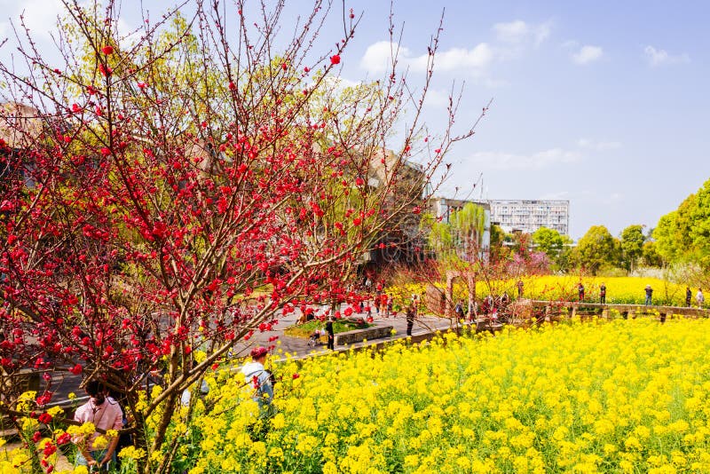 Colorful flower field editorial stock photo. Image of flower - 89647538