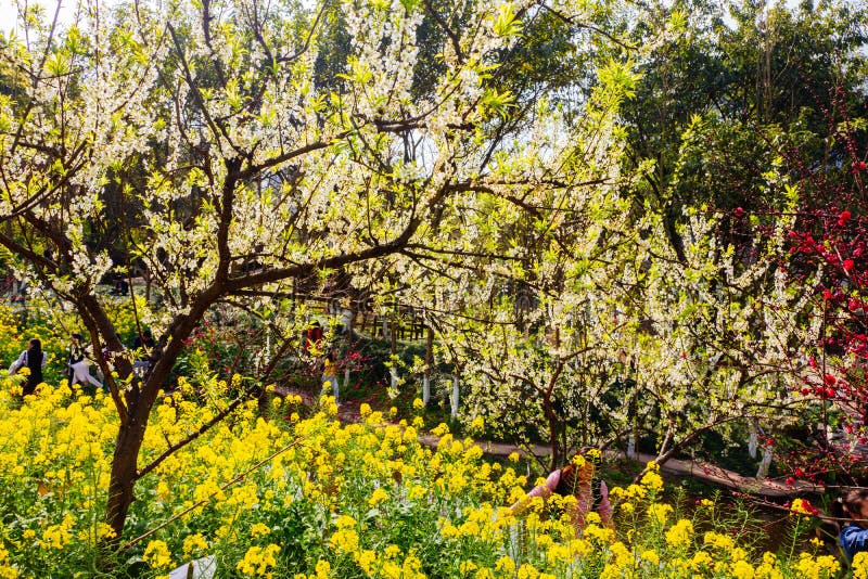 Colorful flower field editorial photography. Image of large - 89647642