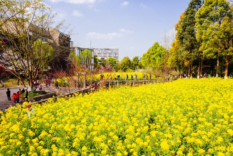 Colorful flower field editorial stock photo. Image of flower - 89647538