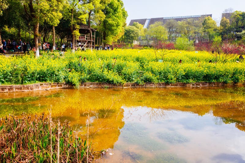 Colorful flower field stock image. Image of architecture - 89648159