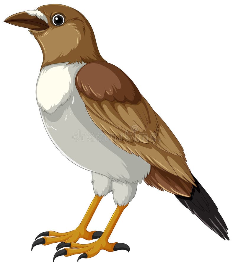 Colorful, Realistic Bird Standing Stock Vector - Illustration of fauna ...