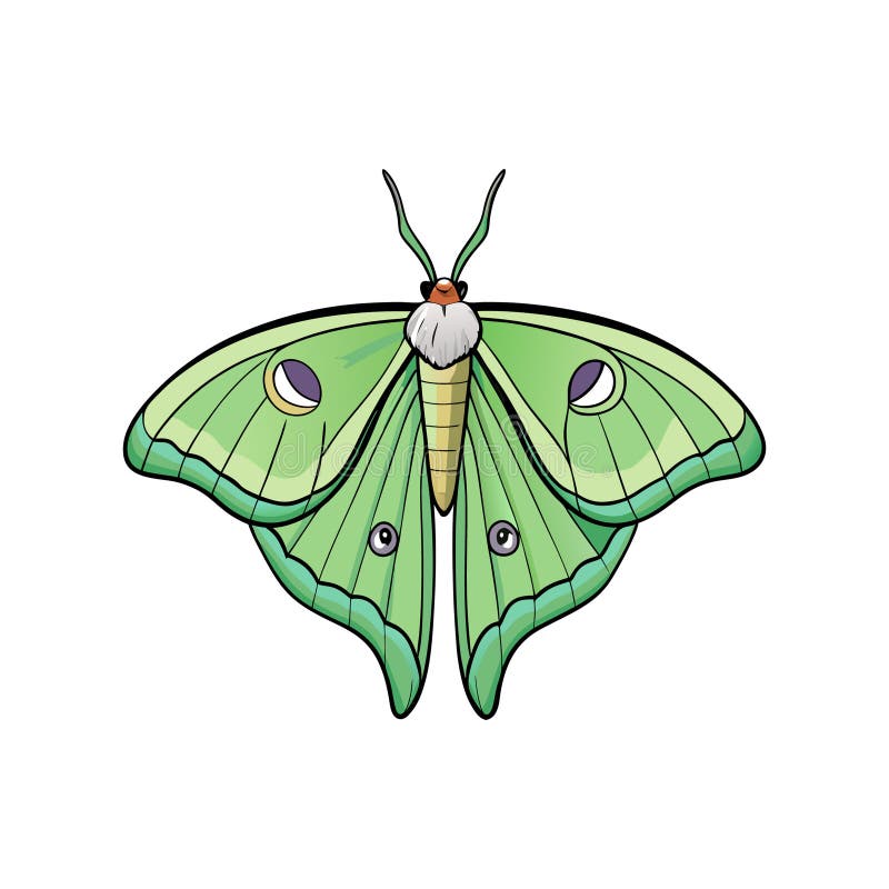 Colorful Realistic Illustration of Luna Moth Stock Illustration ...