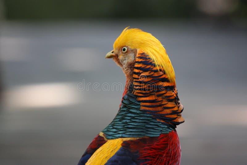 Colorful Red Asian Pheasant Looking Back Stock Photo - Image of phoenix ...