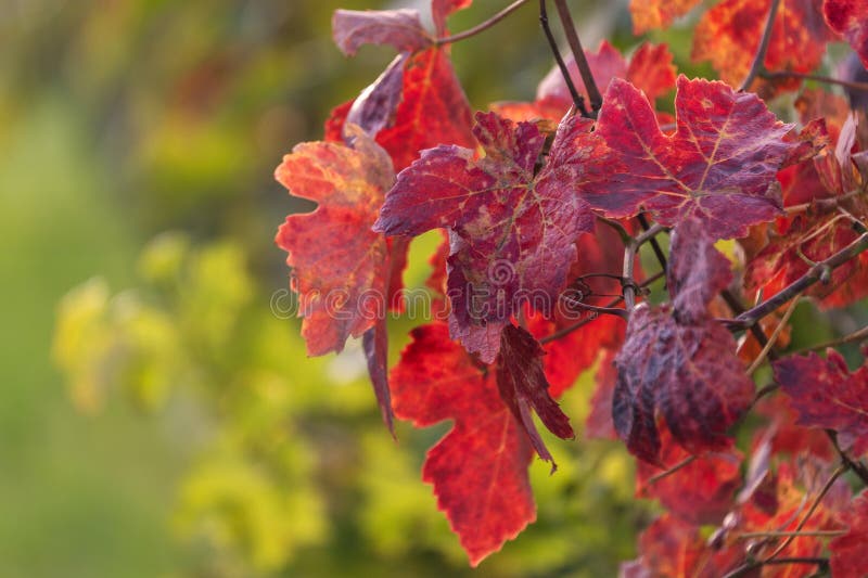Colorful Red Autumn Leaves of Grapevine Growing in a Vineyard Stock ...