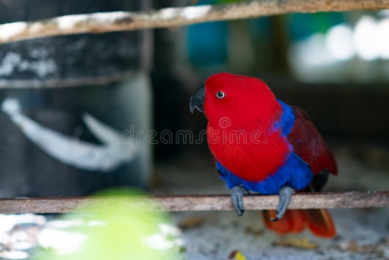 Colorful Red and Blue Parrot Stock Image - Image of branch, macaw ...
