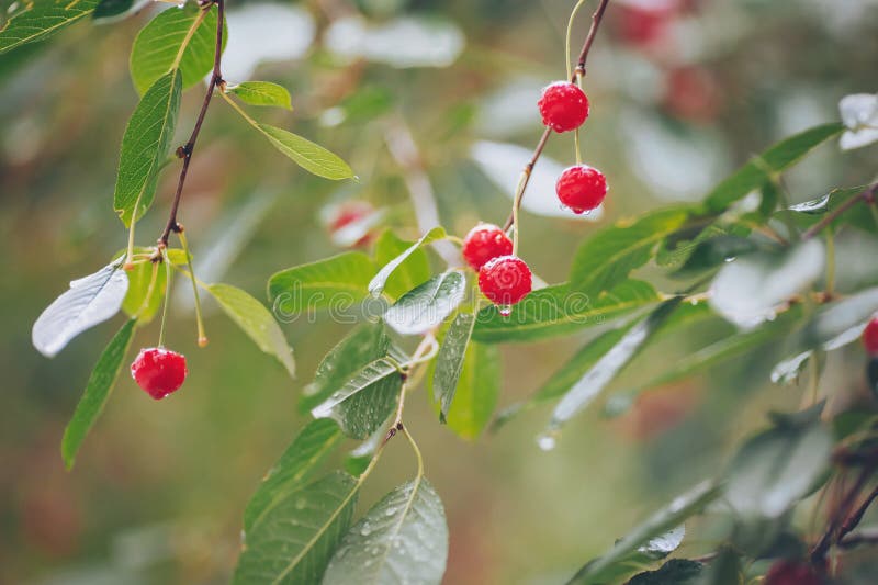 Colorful Red Cherries between Branches and Leaves of the Tree, Wet with ...
