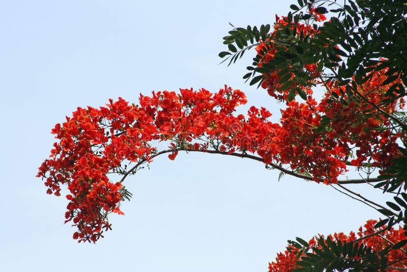 Colorful Red Flowers Blooming,the Flame Tree Stock Image - Image of ...