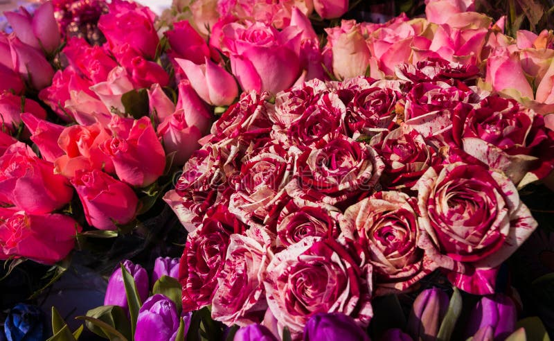 Colorful Red Flowers stock image. Image of white, colorful - 38940271