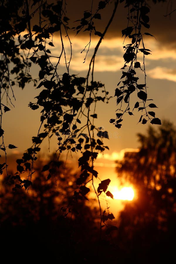 Colorful Red Gold Sunset Against Background Tree Crowns Stock Photos ...