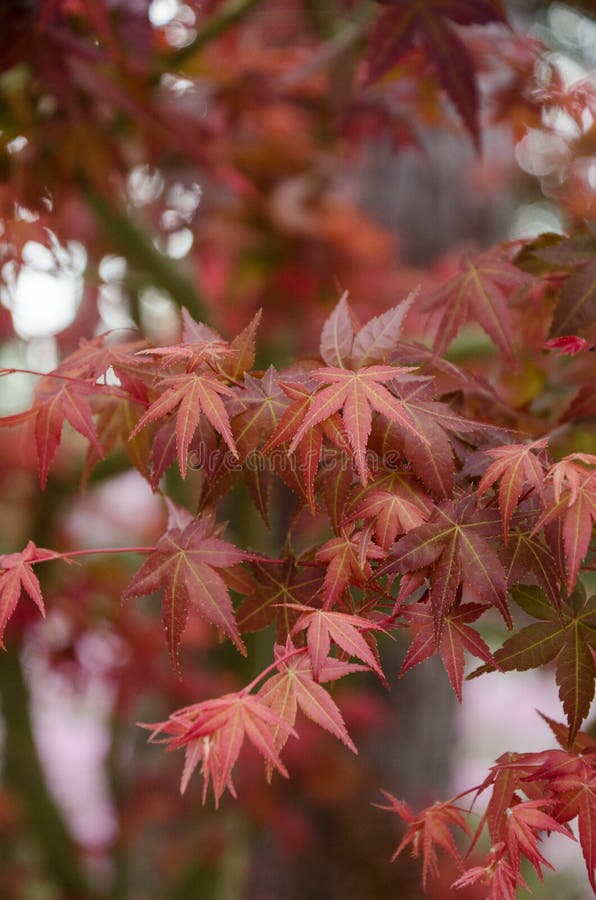 A Small Acer Palmatum Tree Growing in the Garden. Stock Image - Image ...