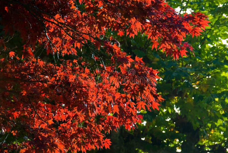 Colorful Red Leaves on Tree Stock Image - Image of colorful, beautiful ...