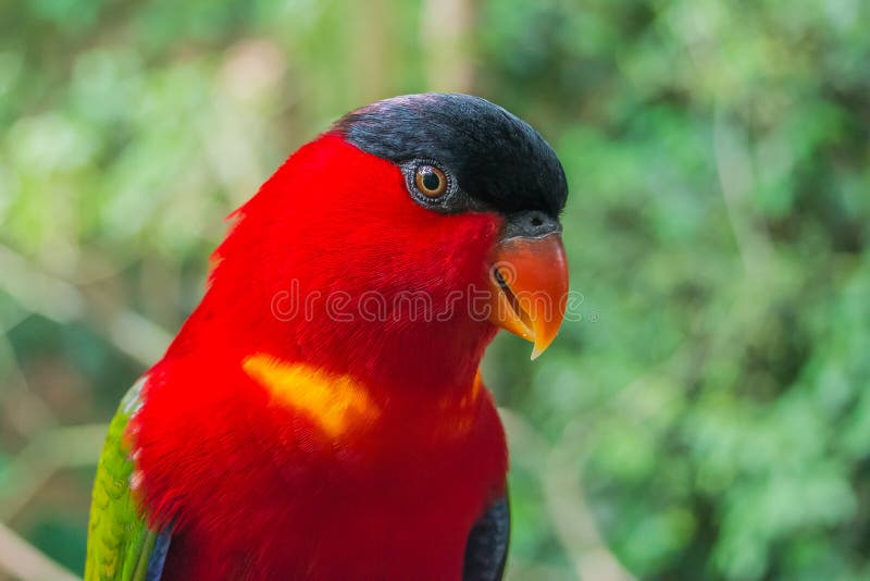 1,545 Bird Green Lory Stock Photos - Free & Royalty-Free Stock Photos ...