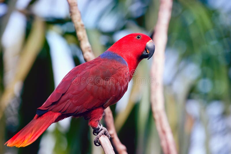Red Lory stock photo. Image of colourful, outdoor, lory - 691958