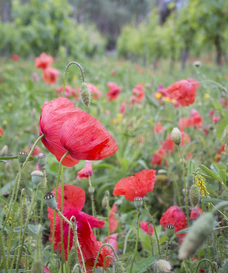 Colorful Red Poppies in Vineyard Stock Image - Image of nature ...