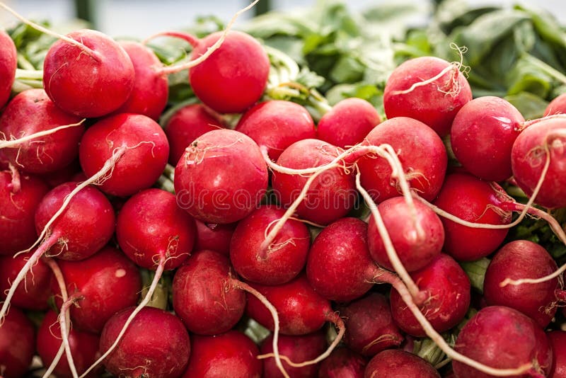 Colorful Red Radish in a Bunch Stock Image - Image of geology ...